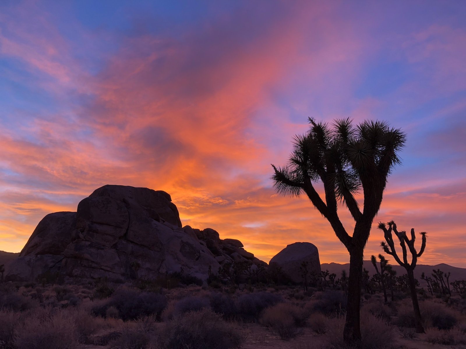 The Allure of Joshua Tree National Park - Nomacasa